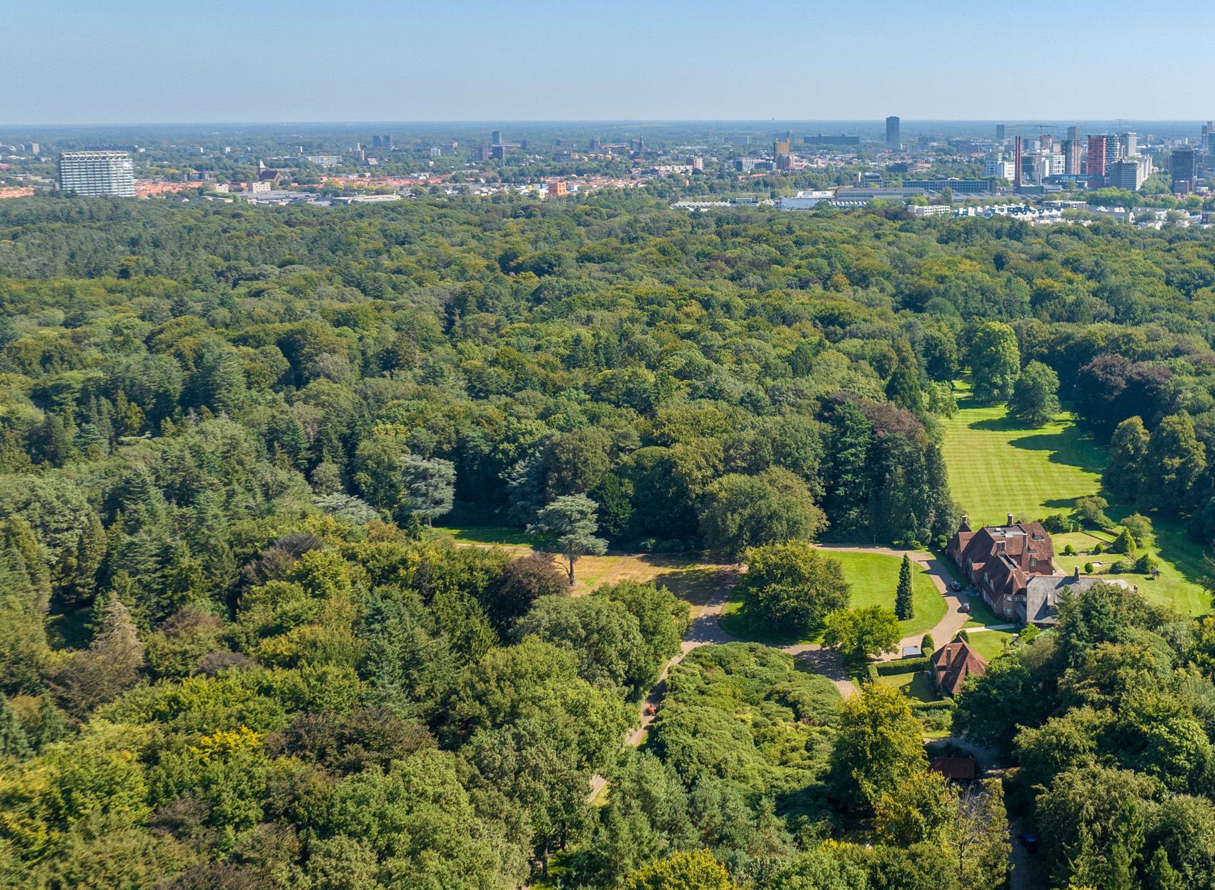Lichtbos Vibes | Gemeente Eindhoven